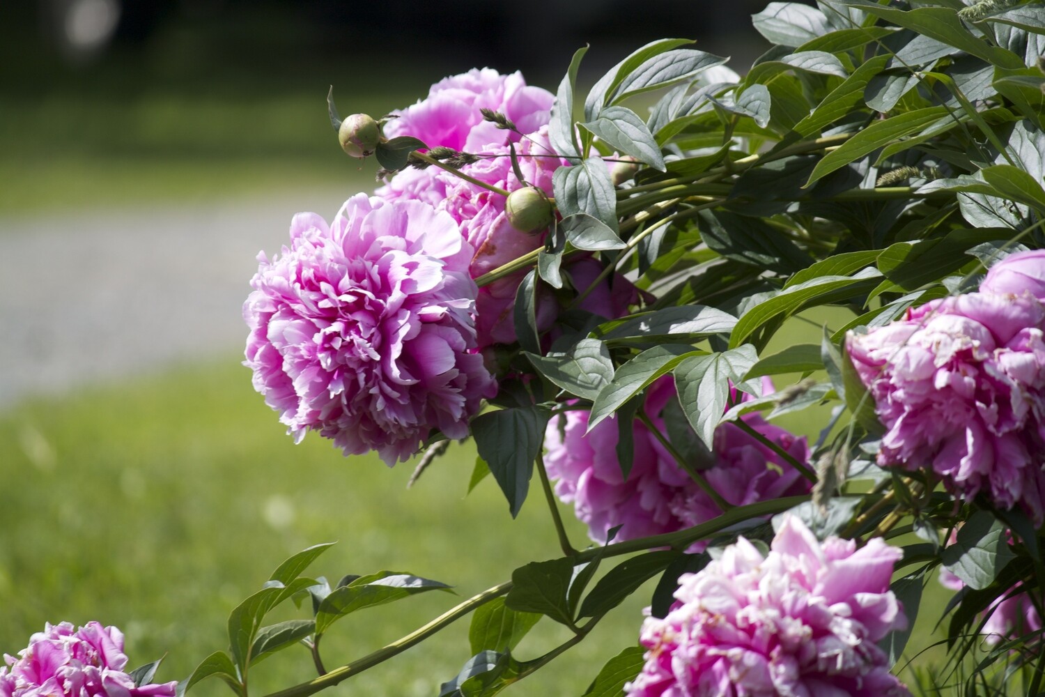 Blossoms and Blooms Delight: The Maine Potato Lady's Exquisite Garden ...