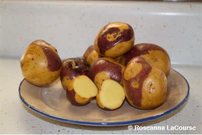 Optimize Your Harvest: Mid Season Seed Potatoes at The Maine Potato ...