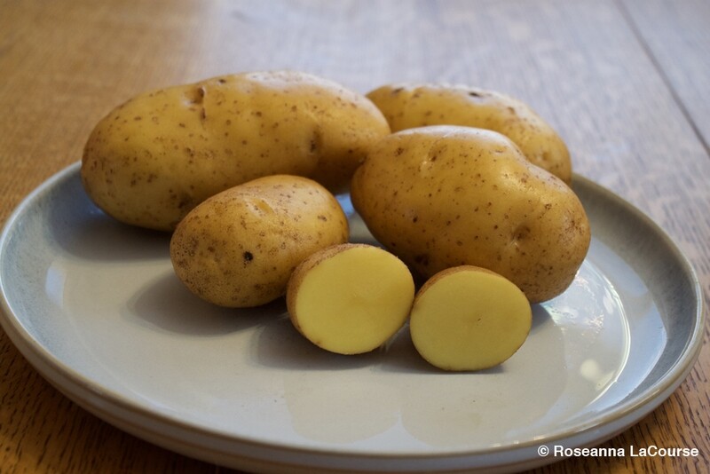 Optimize Your Harvest: Mid Season Seed Potatoes at The Maine Potato ...