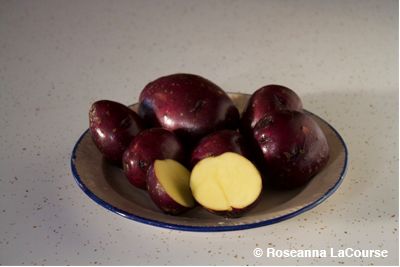 Huckleberry Gold Organic Seed Potatoes | Shop Online | The Maine Potato ...