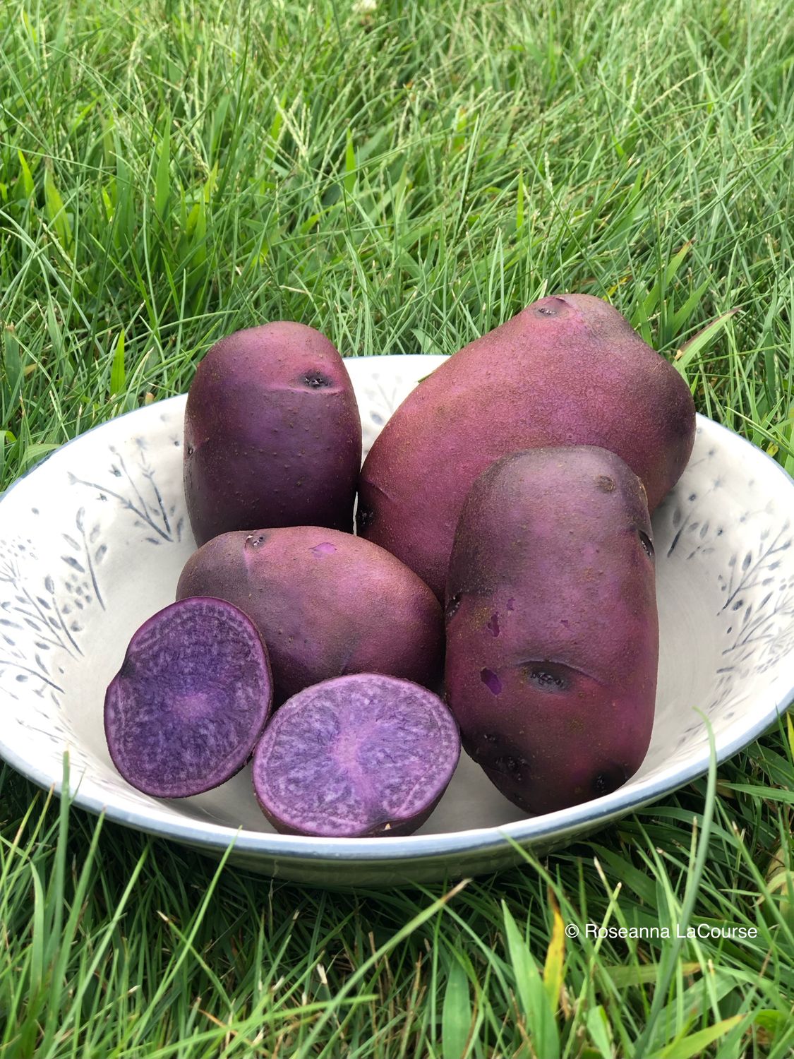 Conventional Adirondack Blue Seed Potato | Mid Season Seed Potatoes ...
