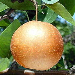 Chojuro Asian Pear | Legg Creek Farm