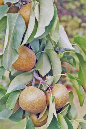 Shinko Asian Pear | Legg Creek Farm