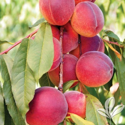 Red Indian Peach | Legg Creek Farm