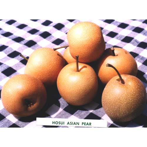 Asian Pear Trees | Legg Creek Farm