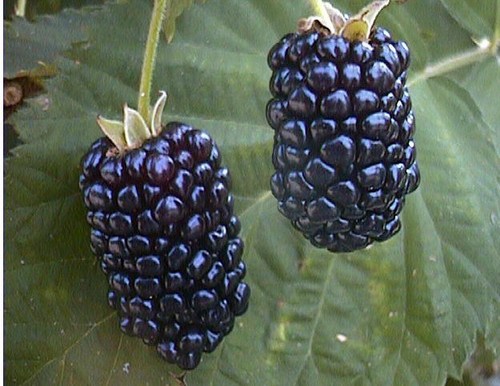 Blackberry Plants | Legg Creek Farm