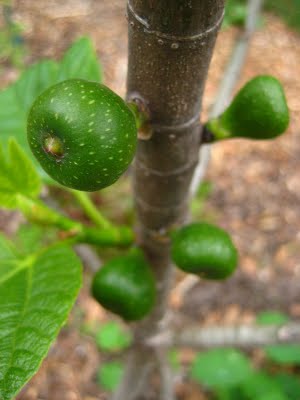 Fig Trees | Legg Creek Farm