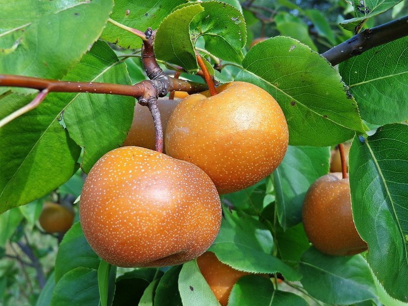 Asian Pear Trees | Legg Creek Farm