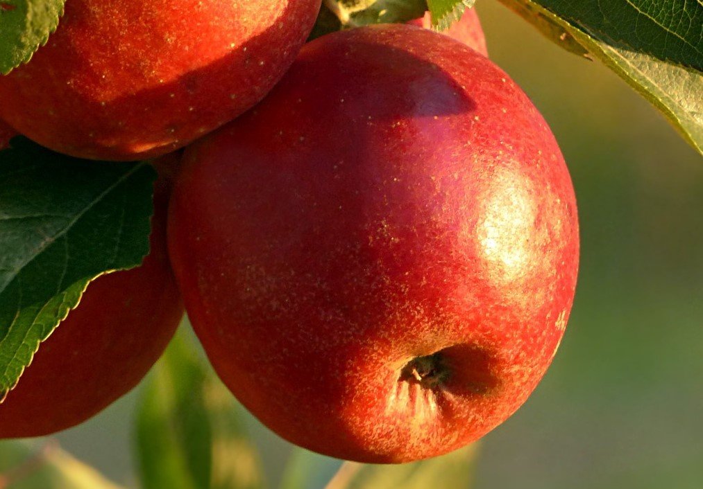 Enterprise Dwarf Apple | Legg Creek Farm