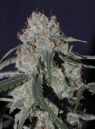 Lemon Haze F1 Feminized AutoFlower