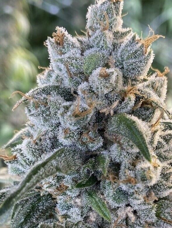 Frosted Guava Feminized Autoflower