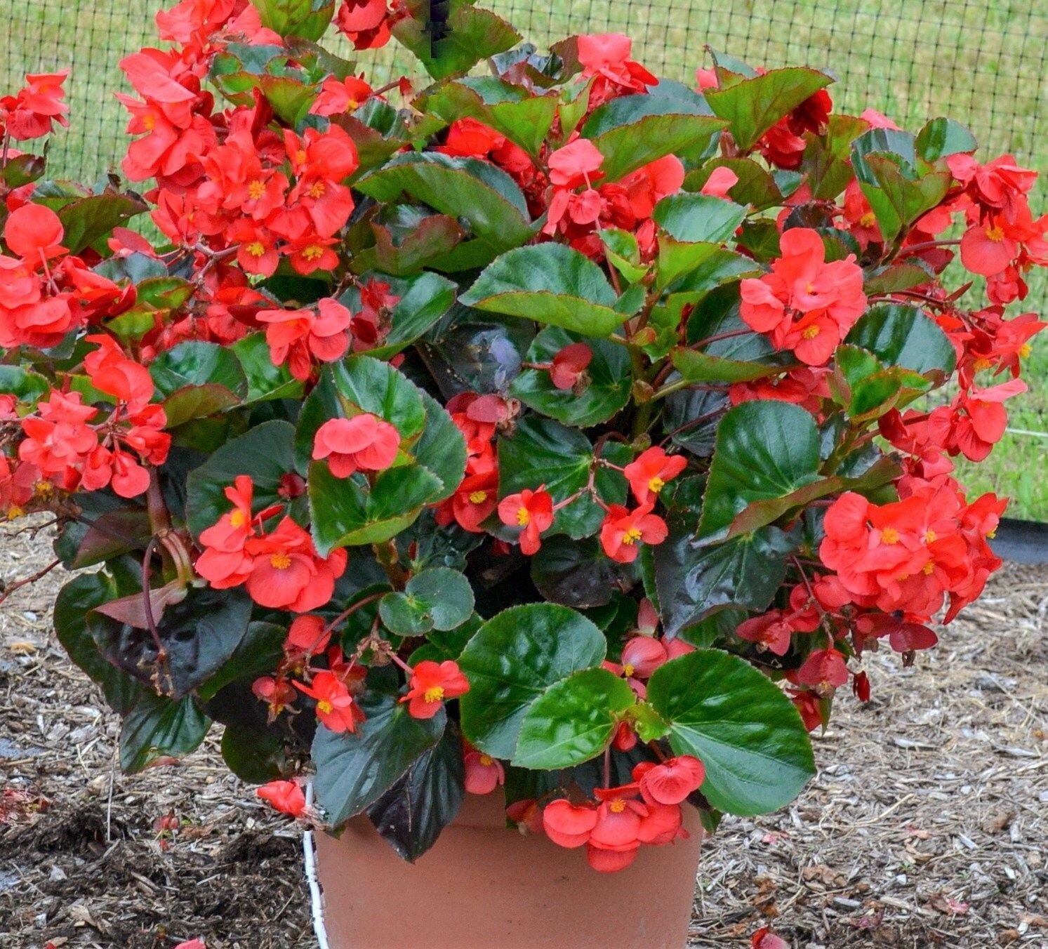 Begonia, BIG: Red w/Green Leaf