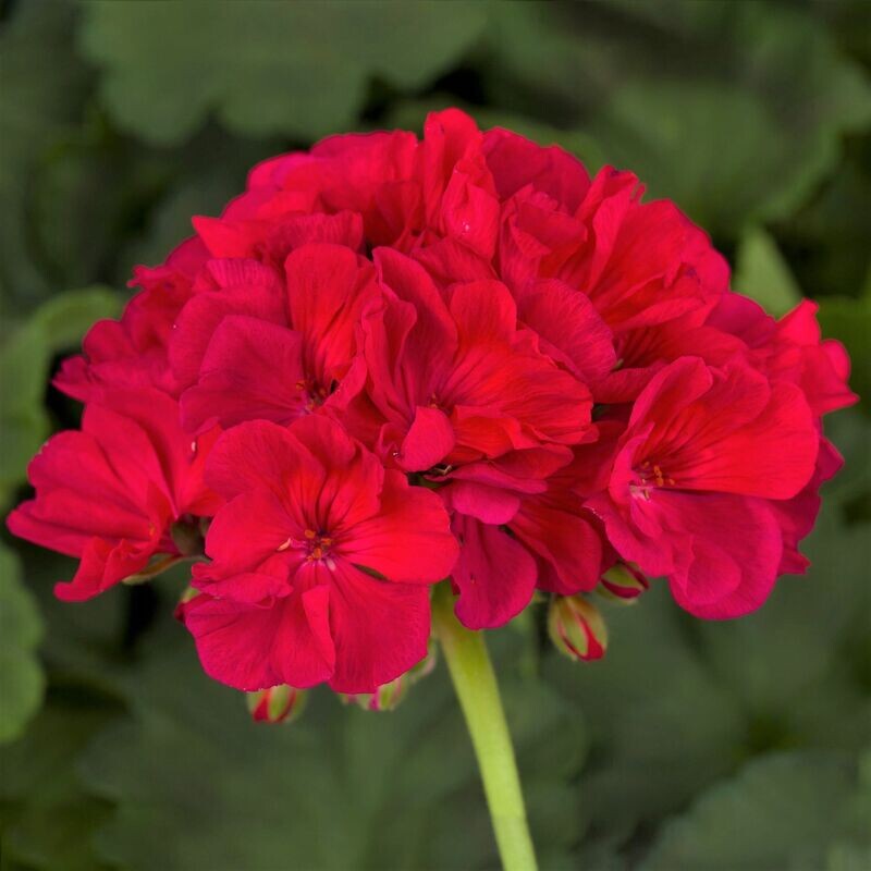 Deer Resistant Plants