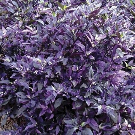 Ornamental Pepper, Purple Flash