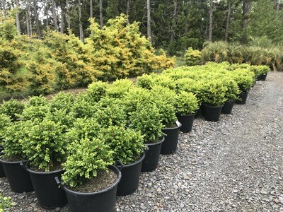 Wholesale Trees, Shrubs, Plants For Sale Auckland | Albany