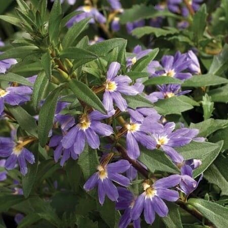Scaevola, Bombay: Blue