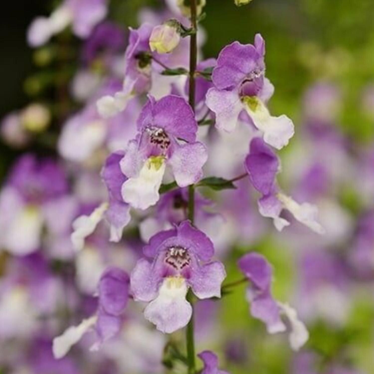 Angelonia Archangel Blue BiColor
