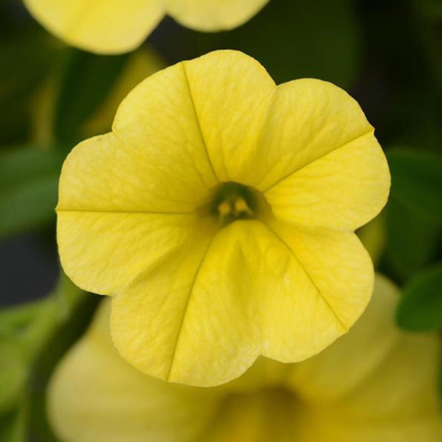 Calibrachoa, Neo: Yellow