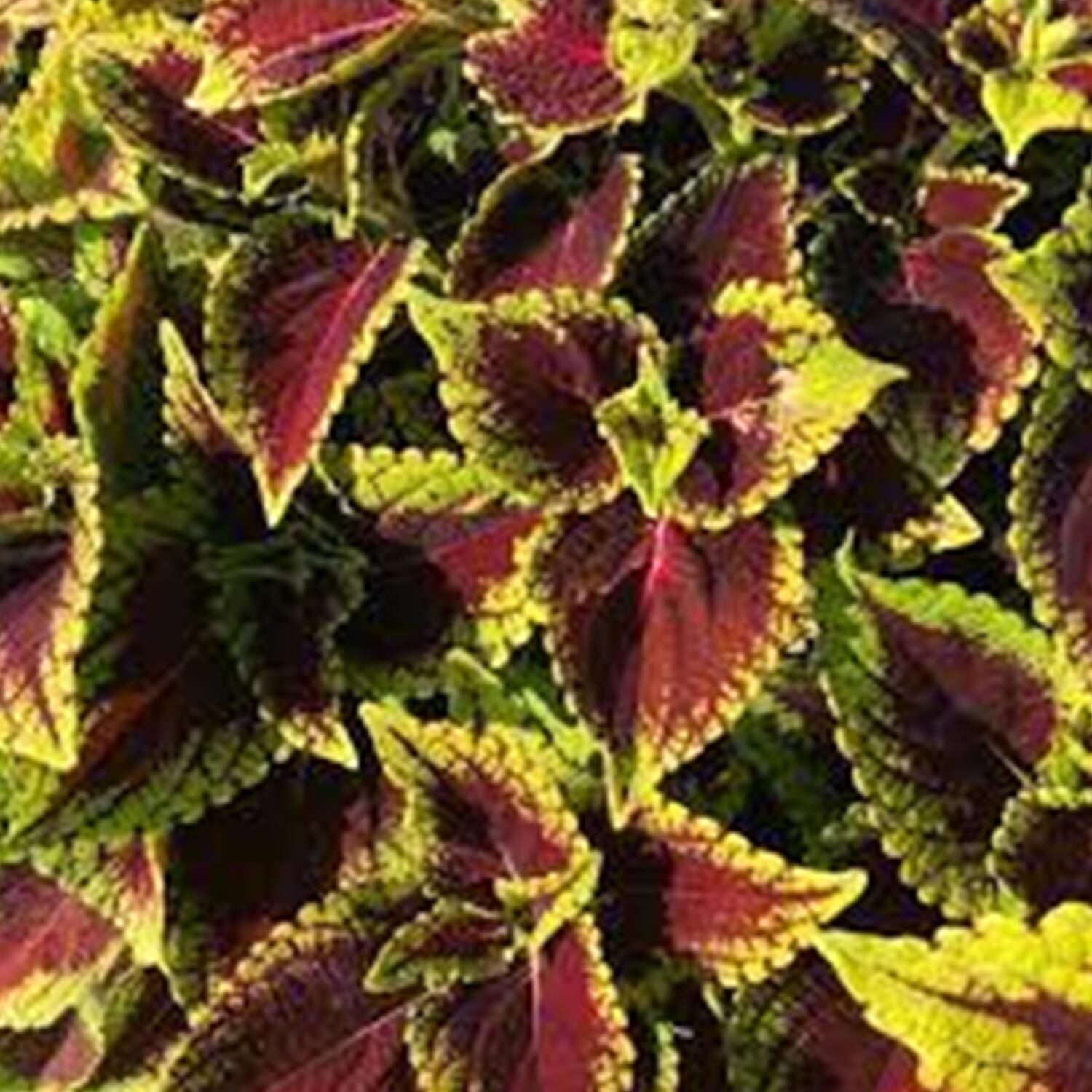 Coleus Main Street Alligator Alley