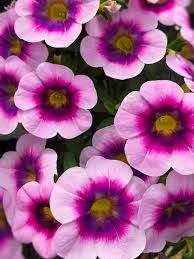 Calibrachoa, Caliloco Illusion