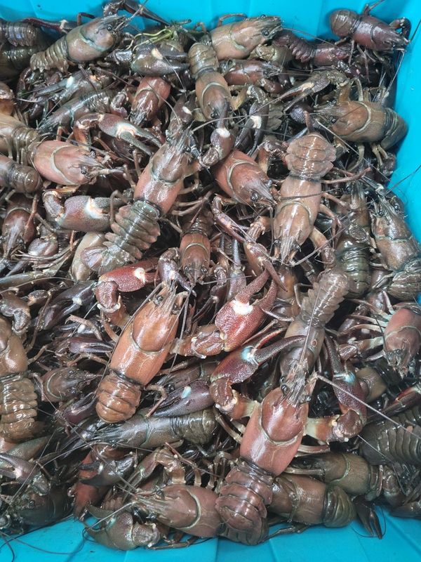 Large River Crawfish Live🔹 Local to LA only
