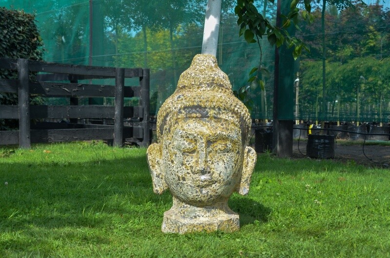BUDDHA HEAD ATLANTIS
