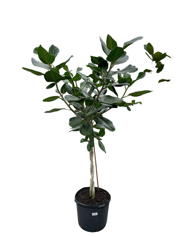 Ficus Audrey 7 Gallon Pot 5-6 Ft Tall