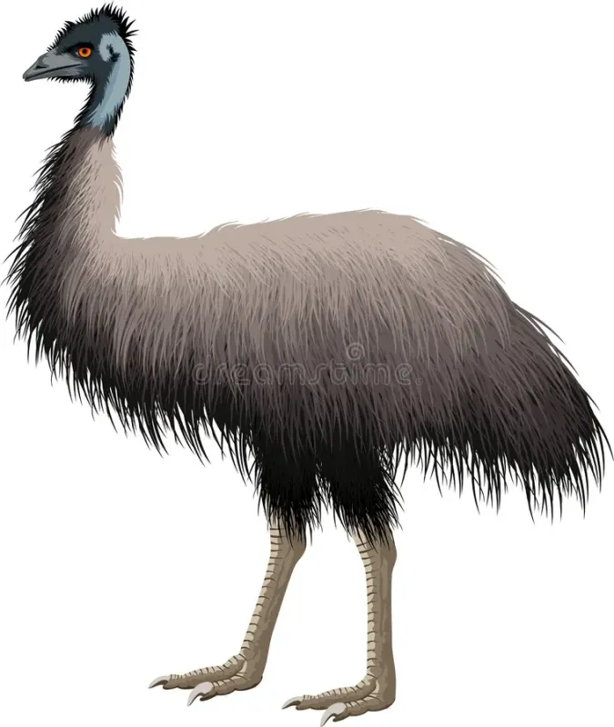Emu
