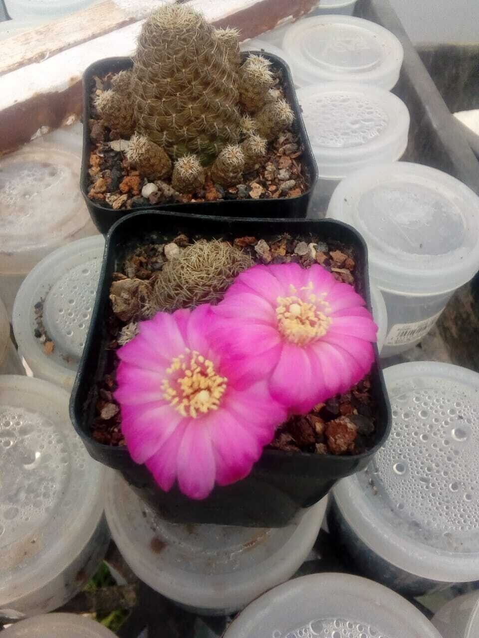Rebutia hybrid - Shop - Plantae Paradise