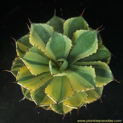 Plantae Paradise – The Collectors Corner