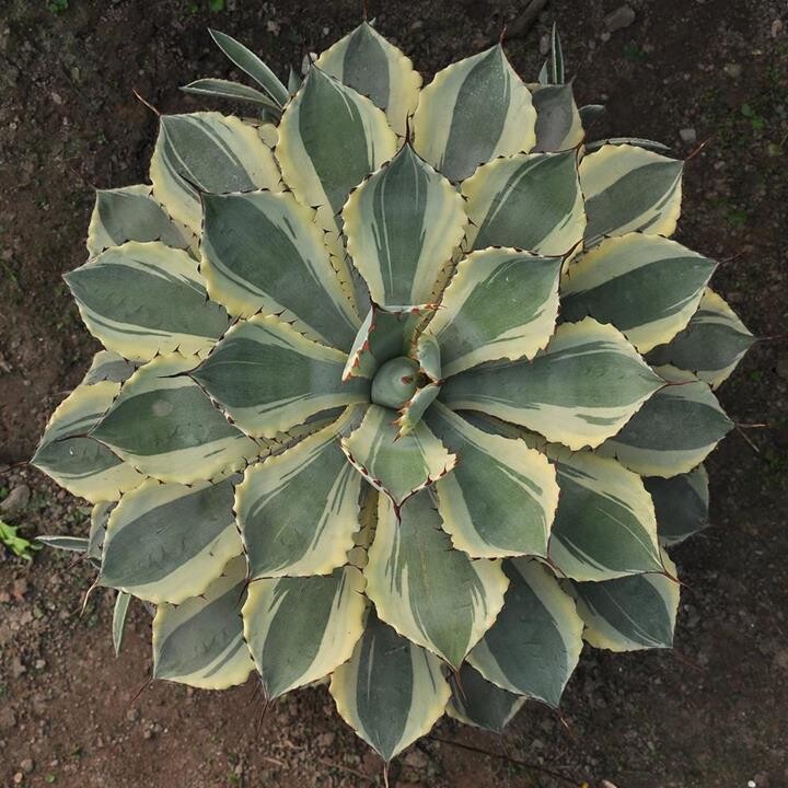 Buy Agave Plants Online in India | Rare & Variegated Agaves – Plantae ...
