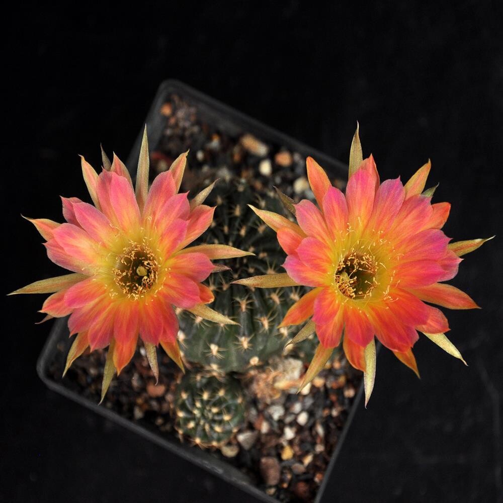 Buy Lobivia Hybrid ‘Sunrise’ | Gradient Flower Cactus - Shop - Plantae ...