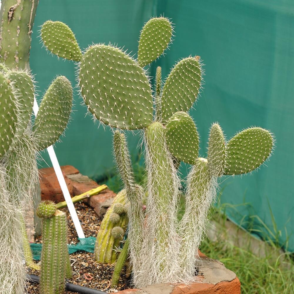 Opuntia erinacea var. ursina - Shop - Plantae Paradise