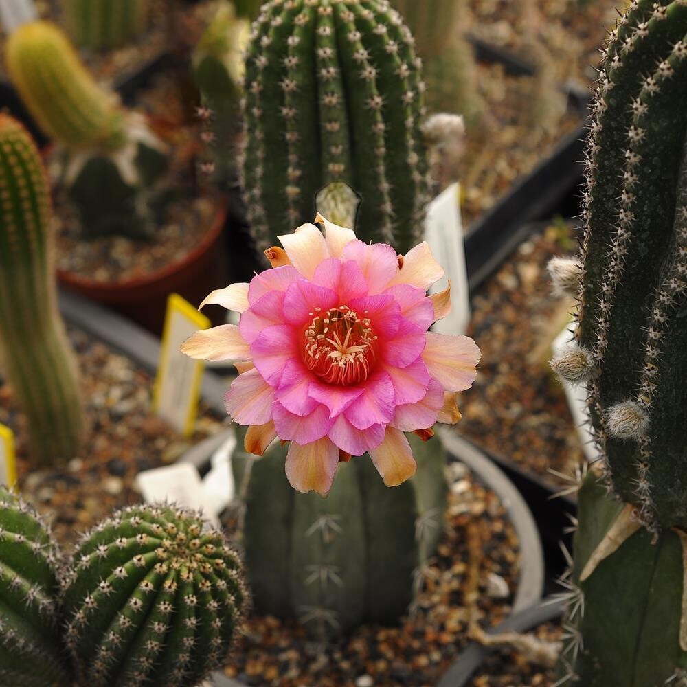 Hildewintera hybrid 'HUMKES RO-RO' - India's #1 Online Garden Store ...