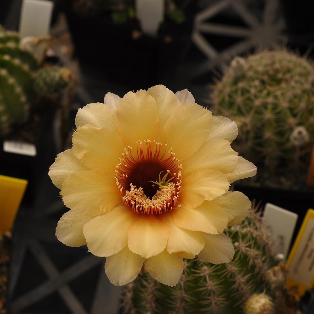 Echinopsis hybrid La Reina - India's #1 Online Garden Store | Buy Cactus & succulent Plants