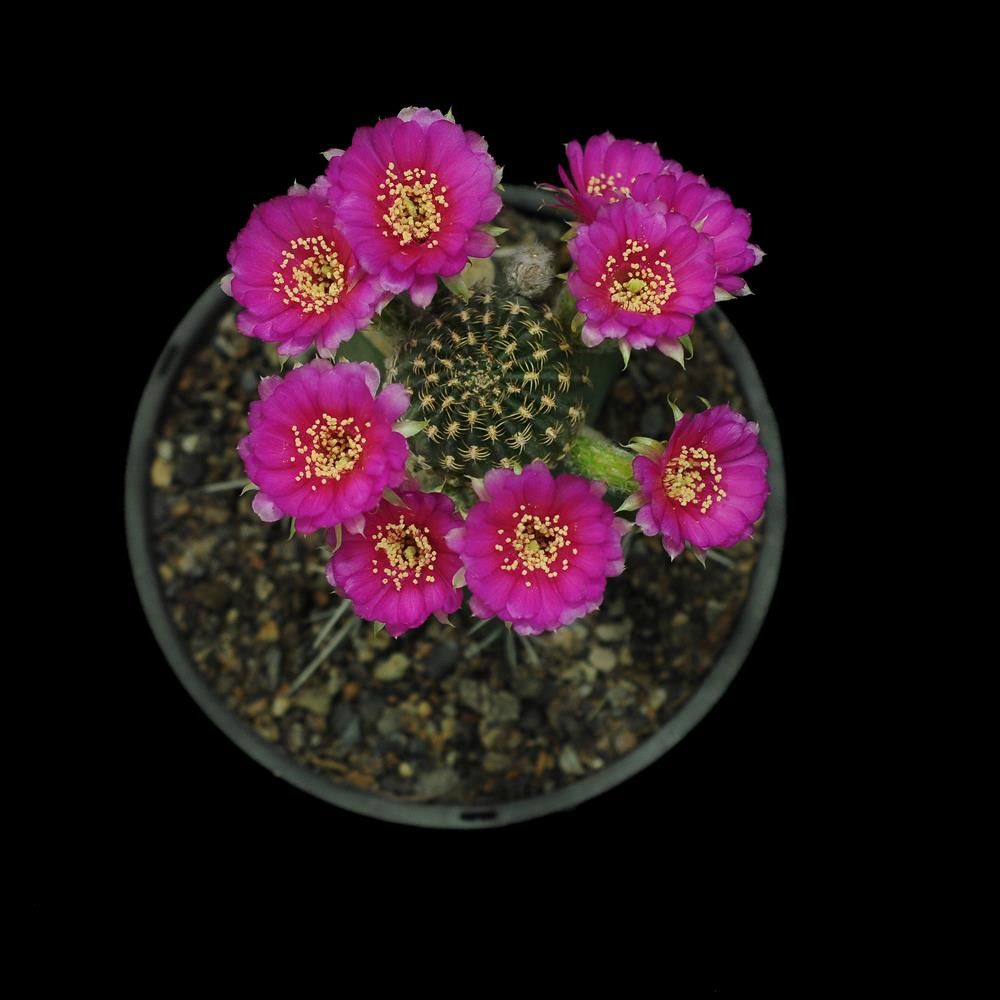 Rebutia hybrid Magenta Constellation - India's #1 Online Garden Store ...