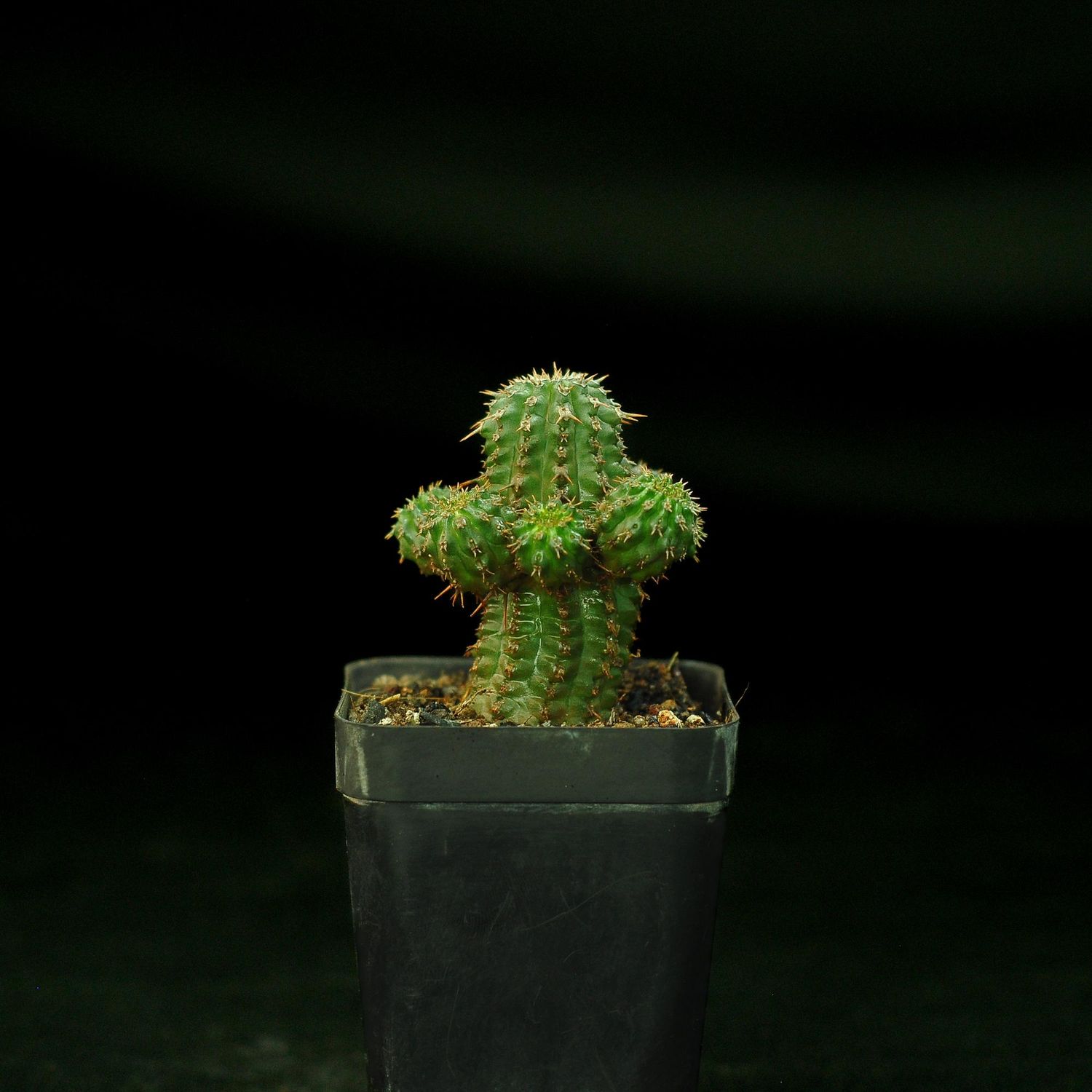 India's #1 Online Garden Store | Buy Cactus & succulent Plants