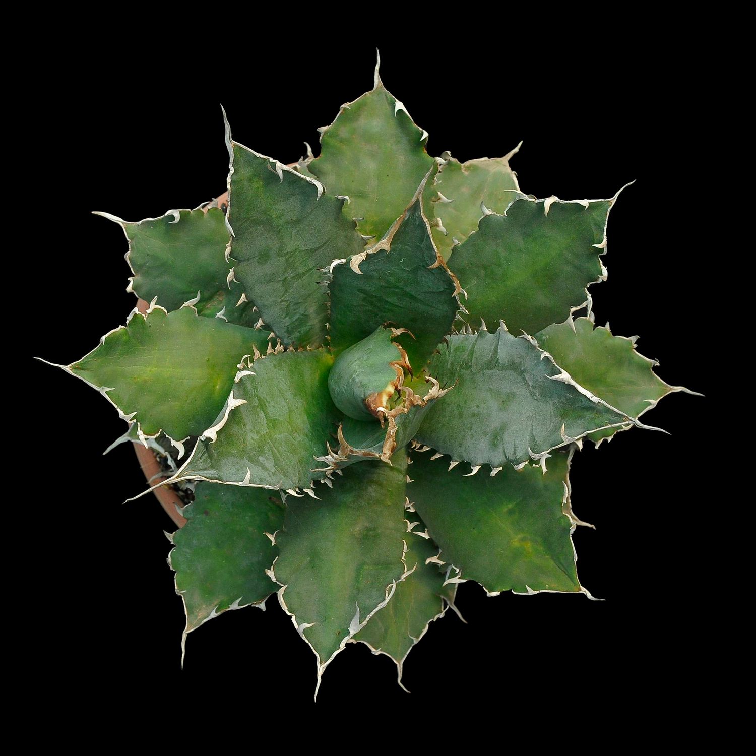 Agave titanota SB01 - India's #1 Online Garden Store | Buy Cactus ...
