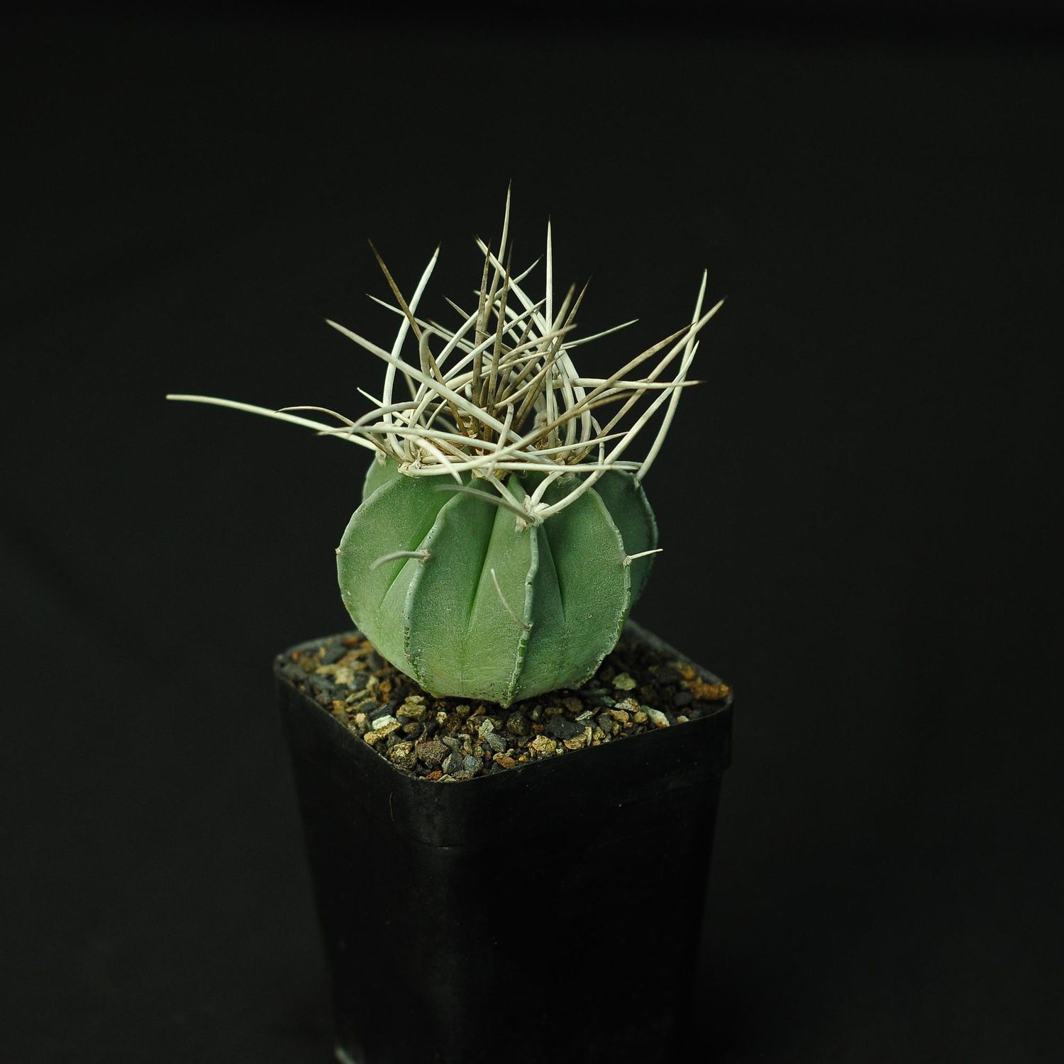 Astrophytum capricorne var. crassispinum - India's #1 Online Garden Store | Buy Cactus ...