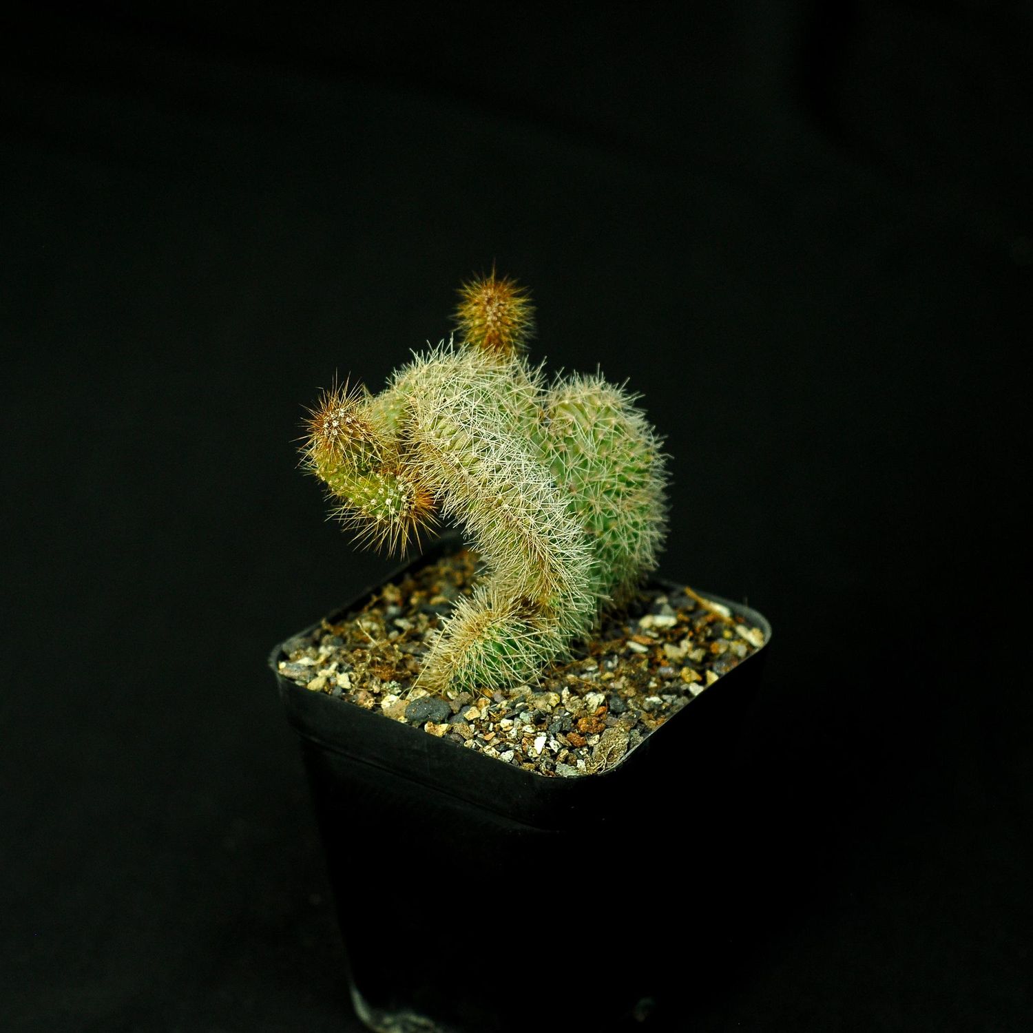 India's #1 Online Garden Store | Buy Cactus & succulent Plants