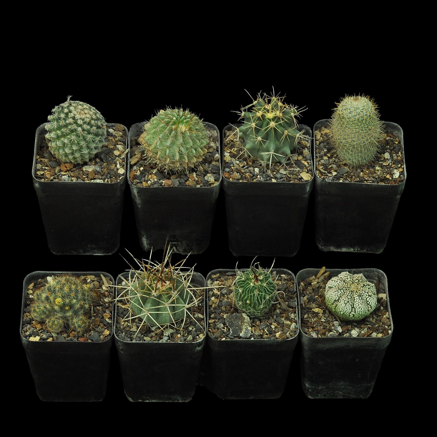 Advanced Collector’s Cactus Mix – Super Kabuto, Ferocactus & Notocactus ...
