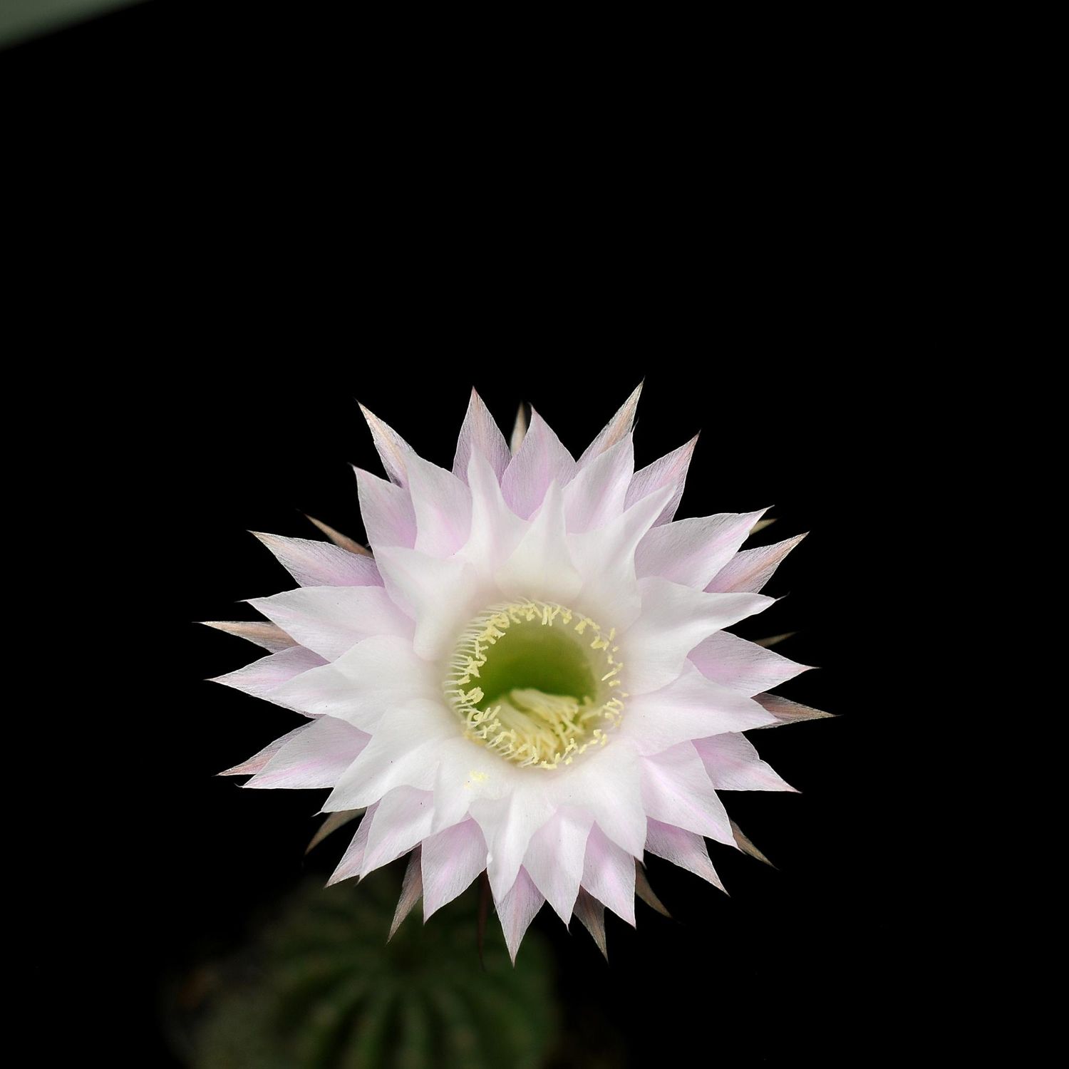 Echinopsis hybrid - India's #1 Online Garden Store | Buy Cactus & succulent Plants
