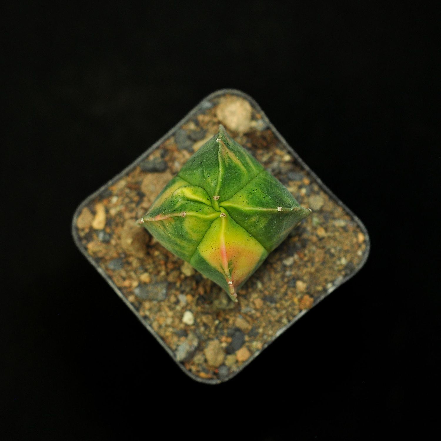 Astrophytum myriostigma Quadricostatum Variegated - India's #1 Online ...