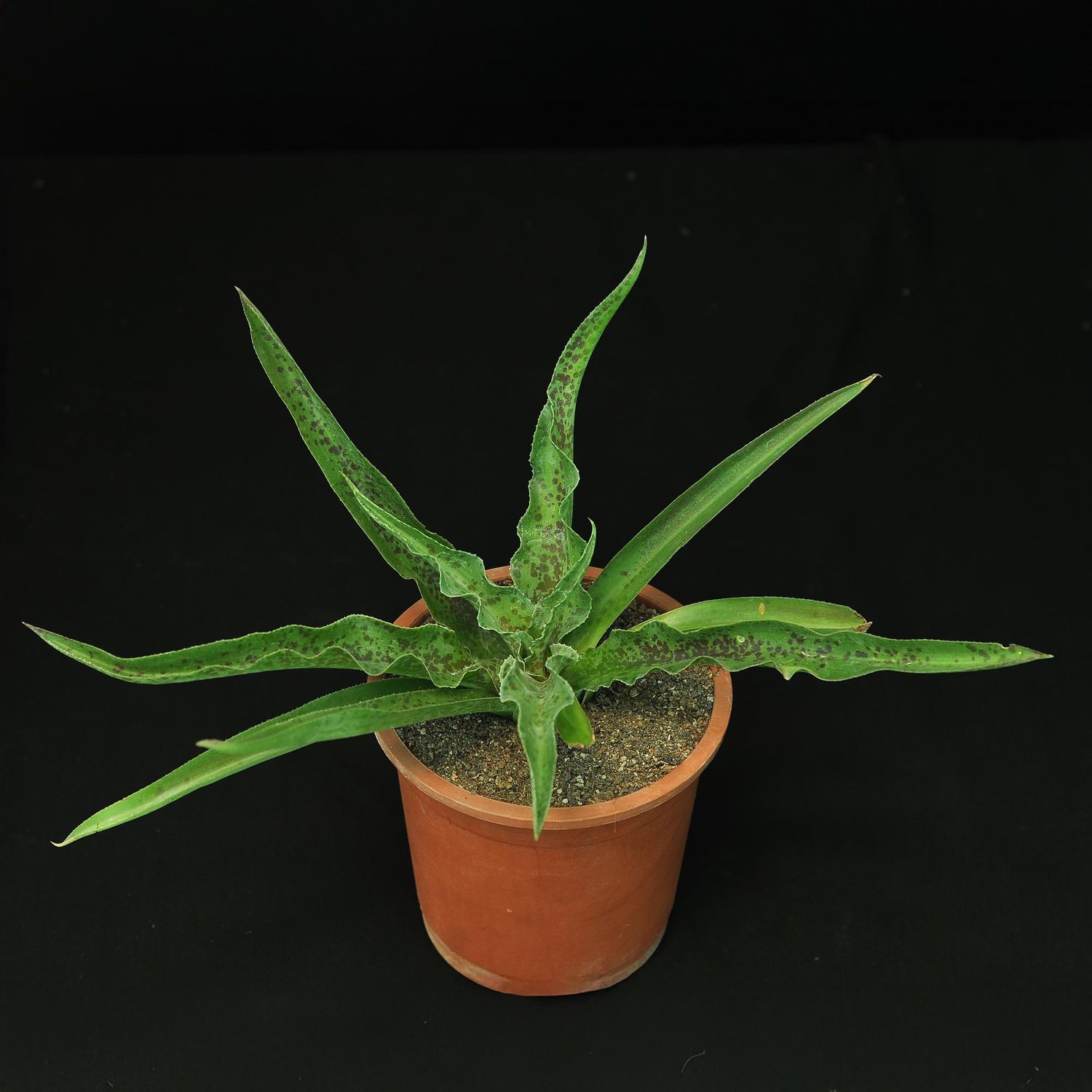 Mangave Dreadlocks - India's #1 Online Garden Store | Buy Cactus ...