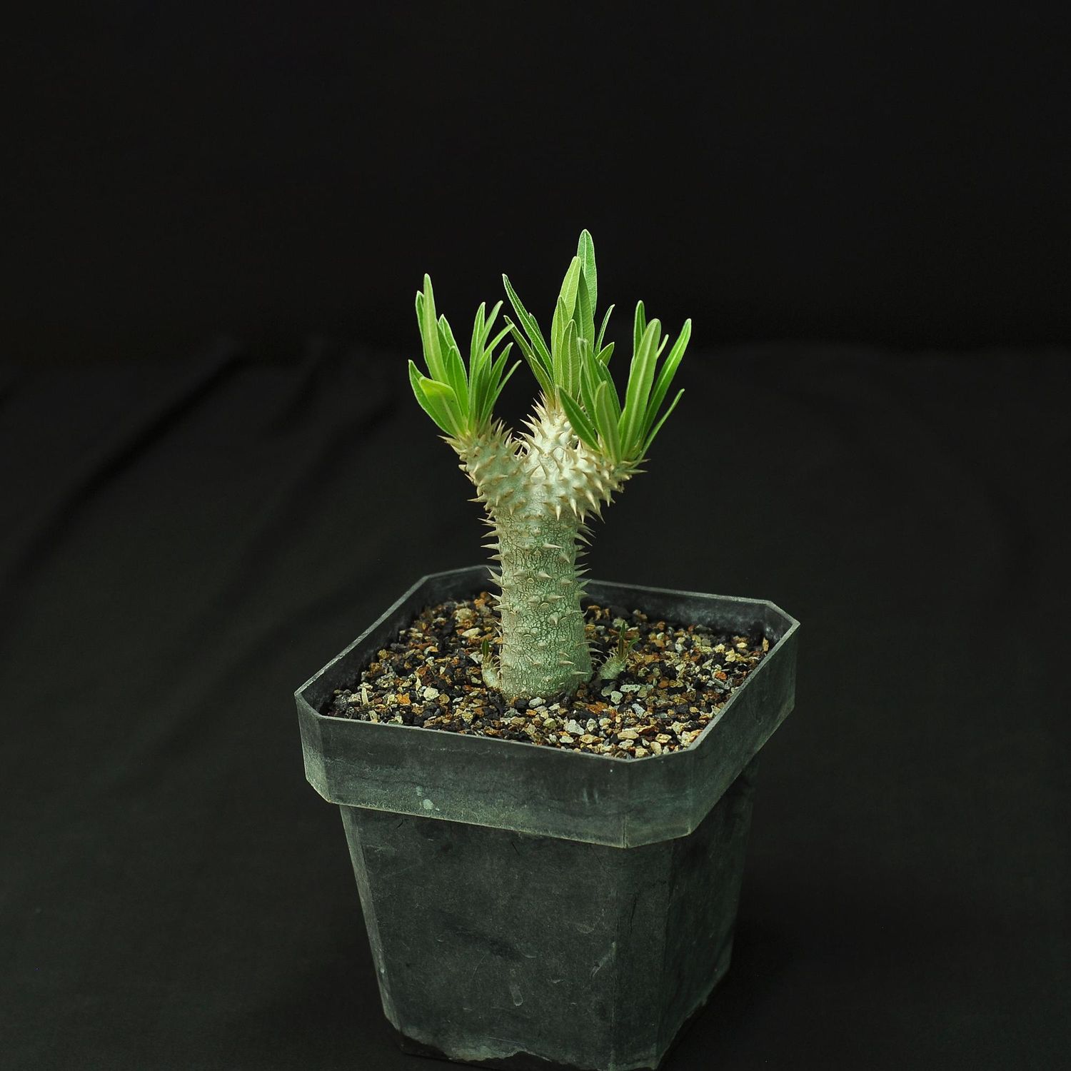 Pachypodium inopinatum - India's #1 Online Garden Store | Buy Cactus ...