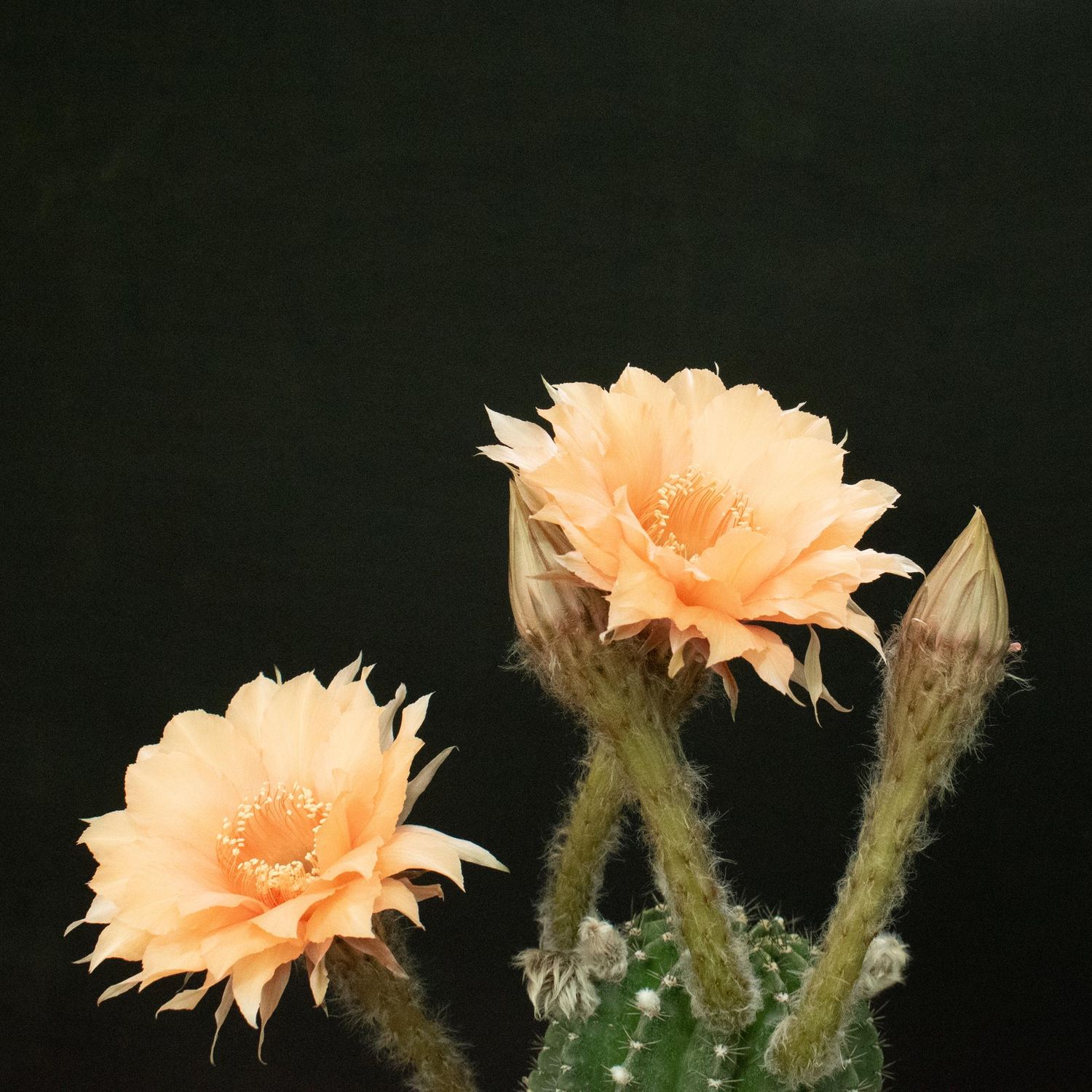 Echinopsis hybrid - India's #1 Online Garden Store | Buy Cactus ...