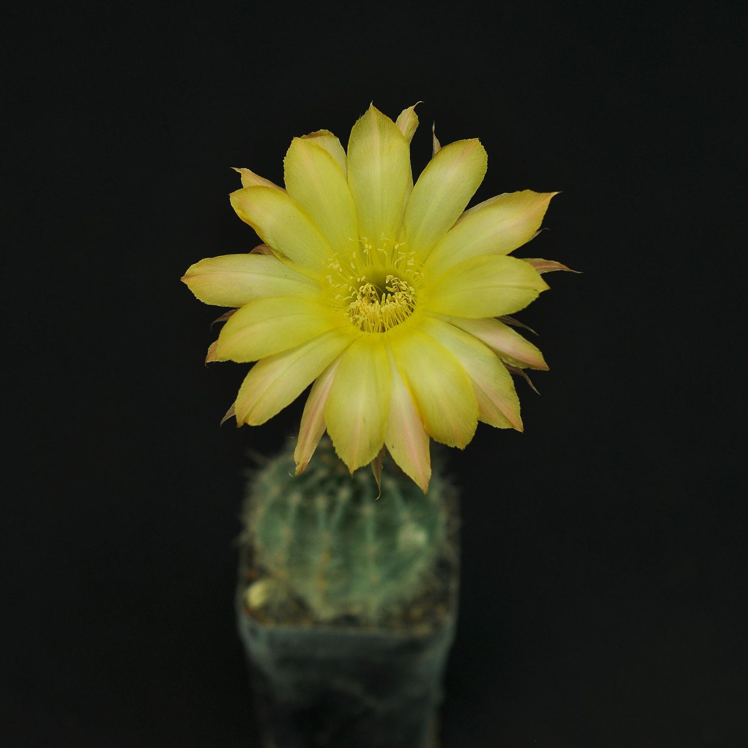 Echinopsis hybrid - India's #1 Online Garden Store | Buy Cactus & Succulent Plants