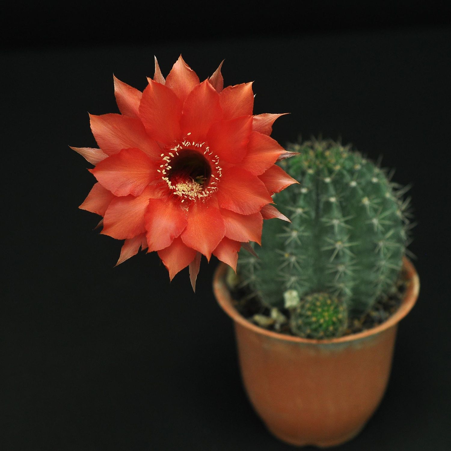 Echinopsis hybrid - Shop - Plantae Paradise