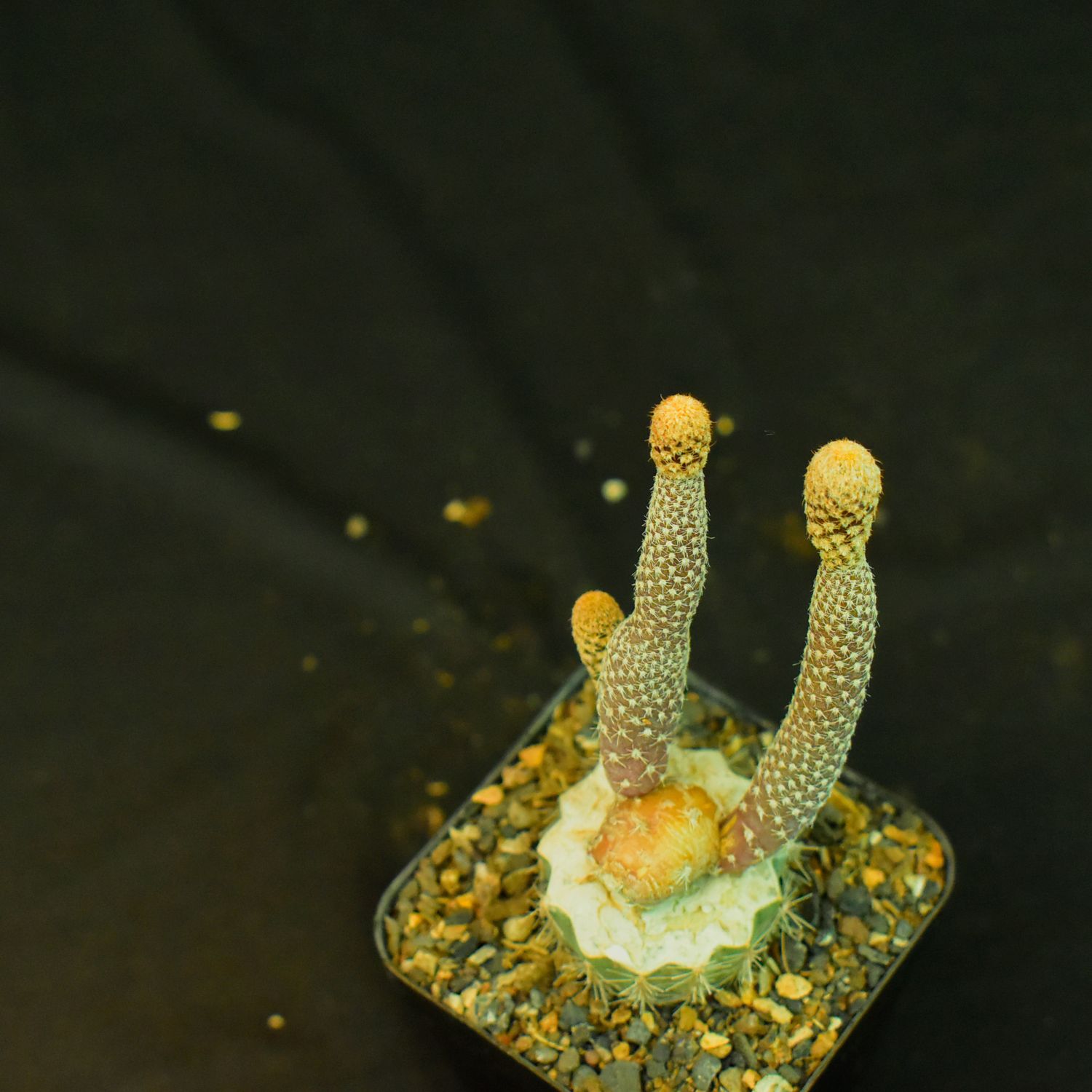 Puna clavarioides (Syn: Opuntia clavarioides) - Shop - Plantae Paradise