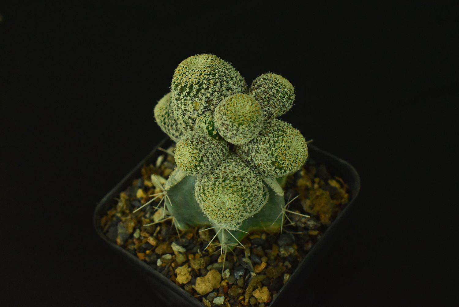 Rebutia hybrid - India's #1 Online Garden Store | Buy Cactus ...